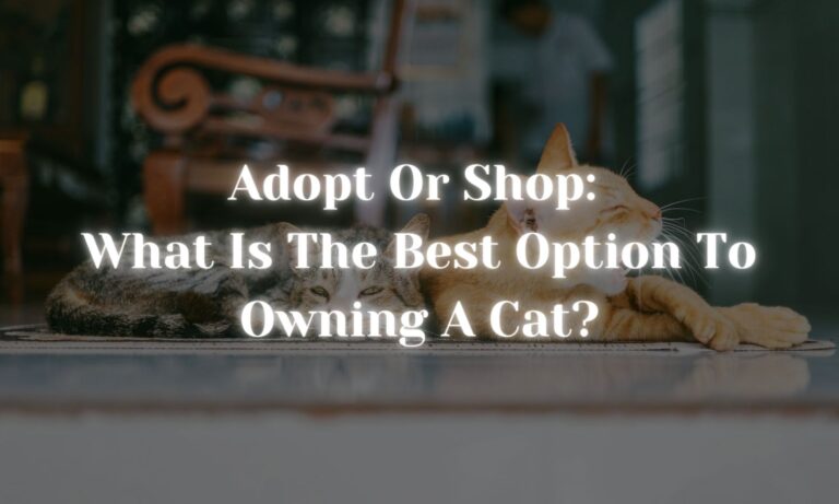 Adopt Or Shop, What Is The Best Option To Owning A Cat? - Guidesify